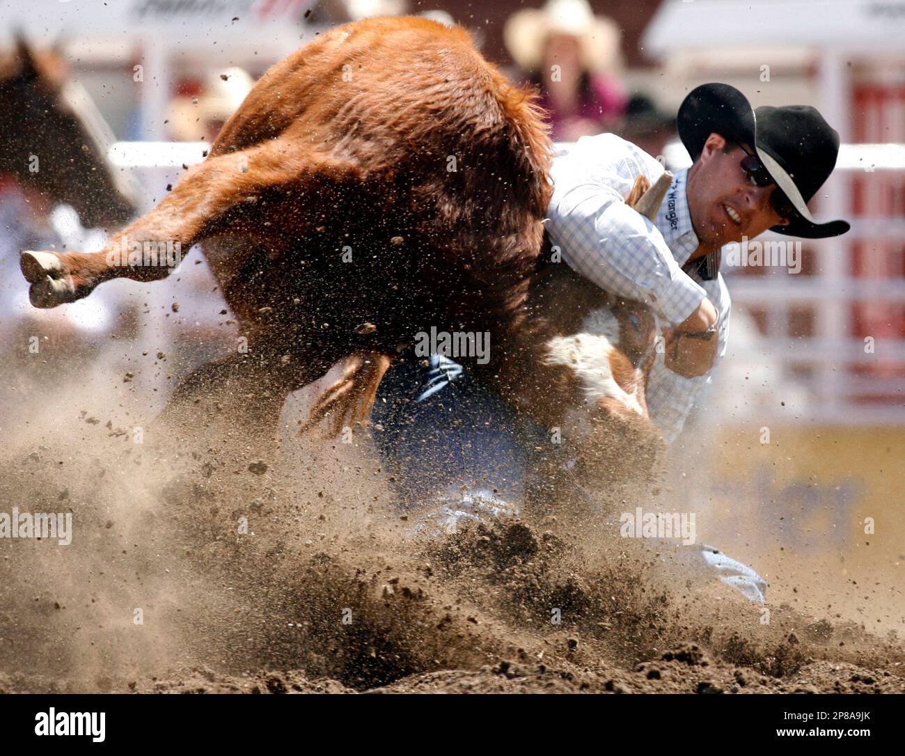 Trevor Knowles wrestles a steer during rodeo action at the Calgary ...