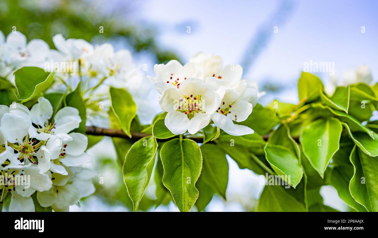 Bright white flowers of an apple tree with green leaves against a blue ...