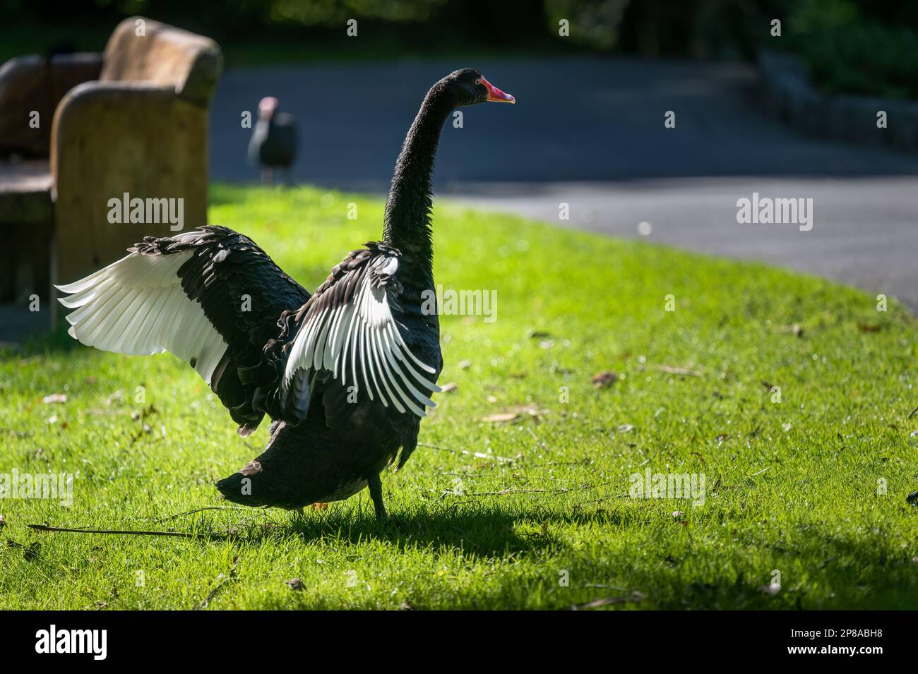 Black swan with wings wild open. Western Springs Park. Auckland Stock ...