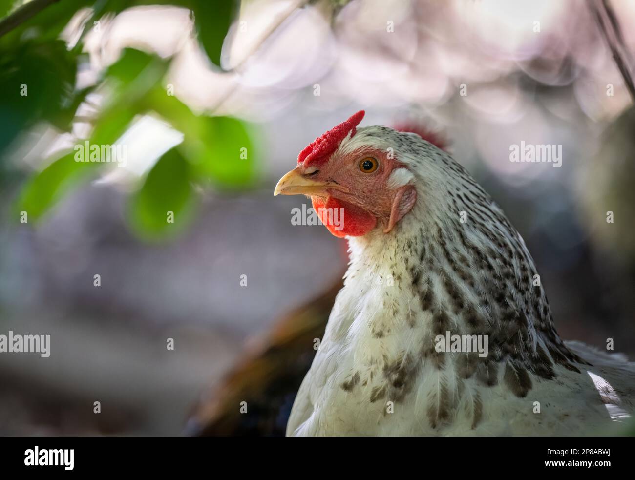 Chicken staying under the trees in hot summer day at Western Springs ...