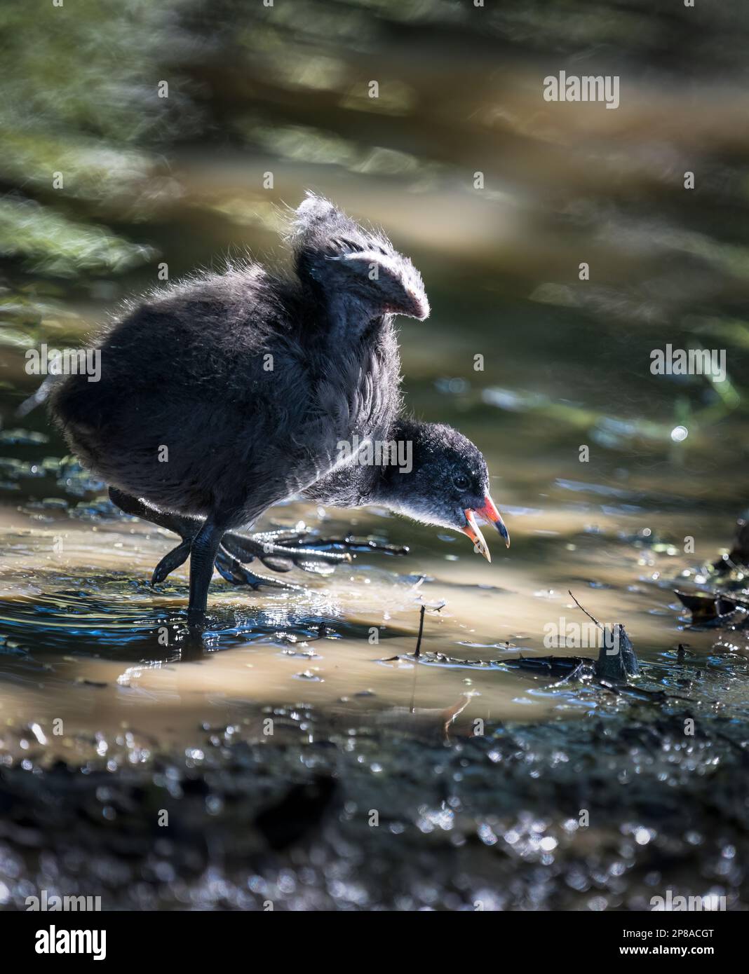 Australian coot baby stretch its wings. Western Springs park, Auckland ...