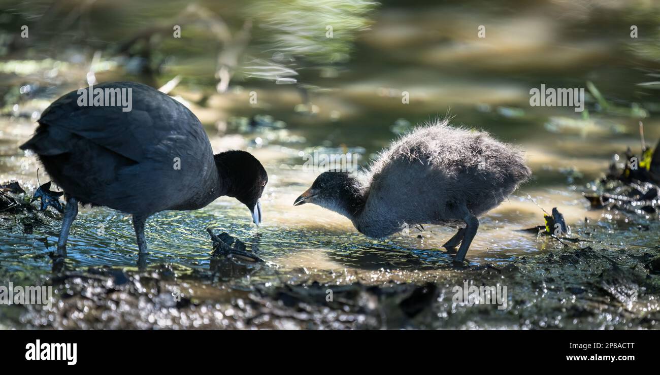 Australian coot mother feeding her baby coot in Western Springs park ...