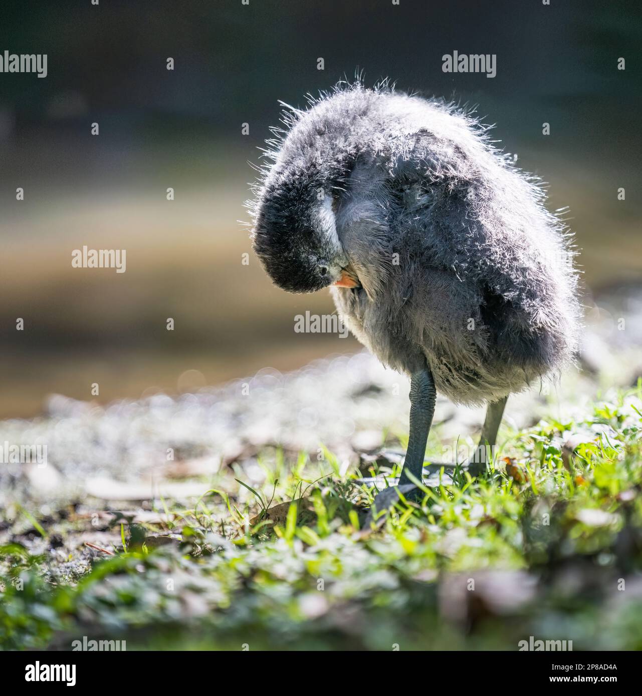Baby Australian coot preening by lakeside. Western Springs park ...