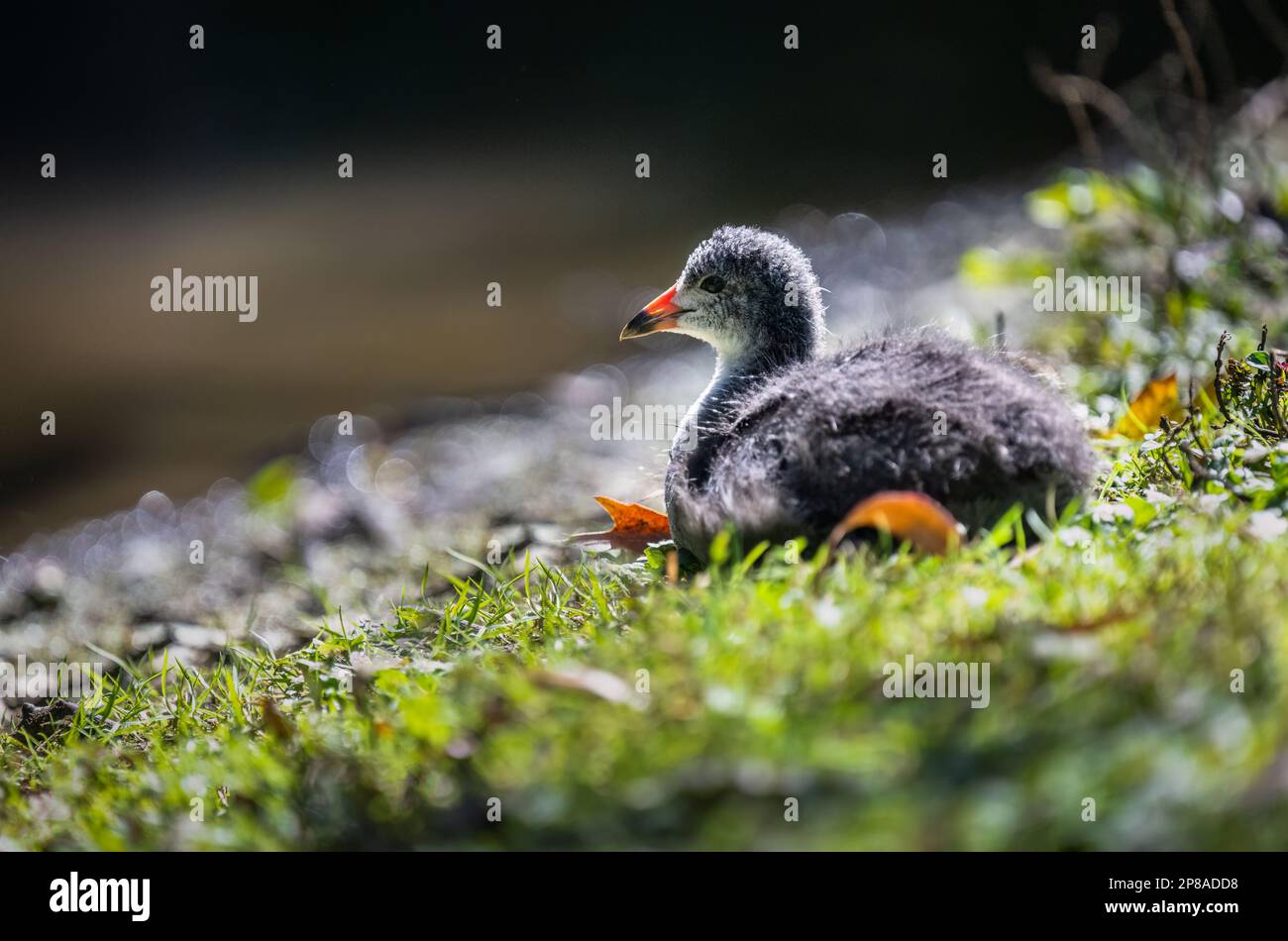 Baby Australian coot resting by lakeside. Western Springs park ...