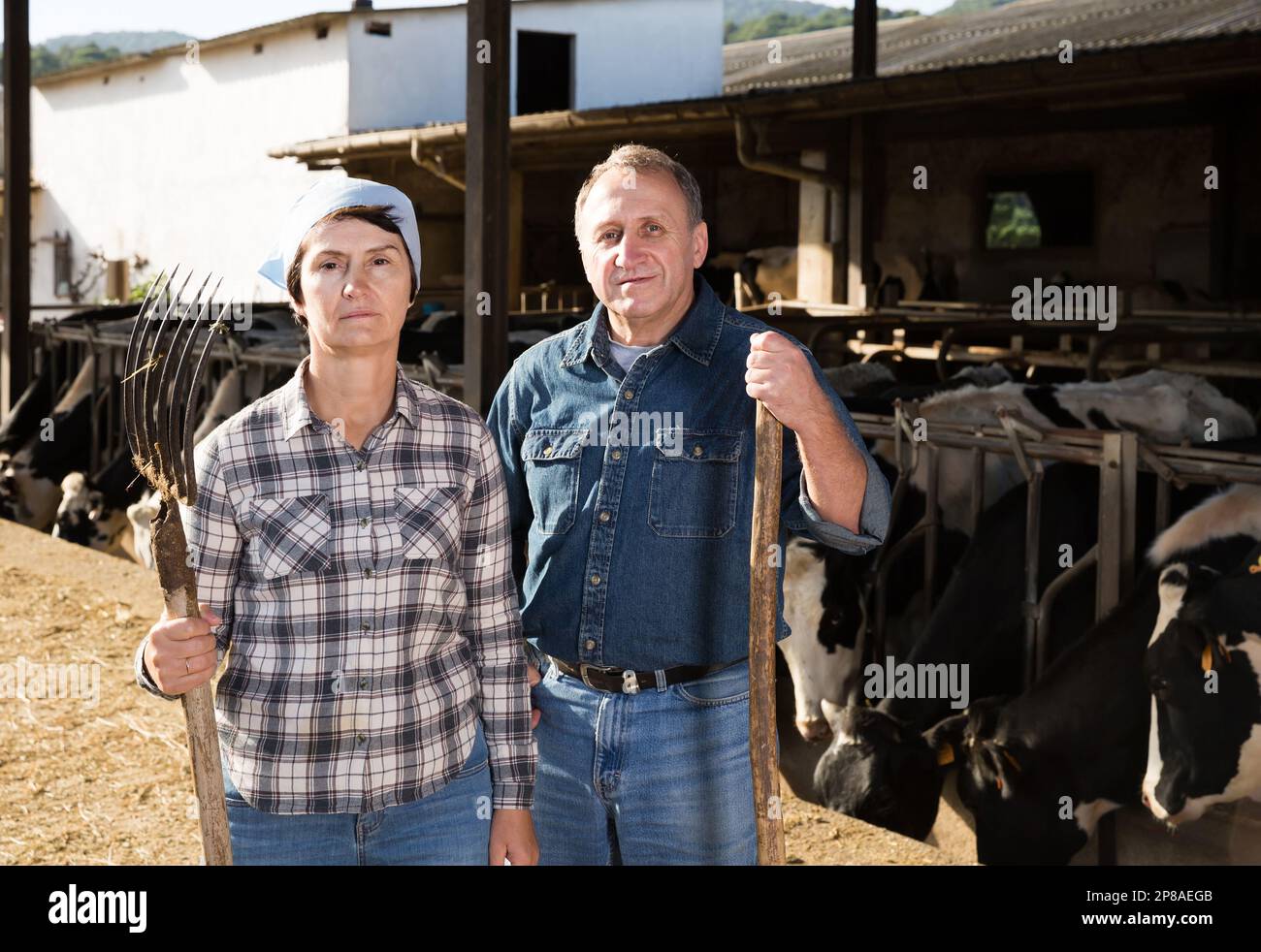 male and female workers posing on cow farm Stock Photo - Alamy