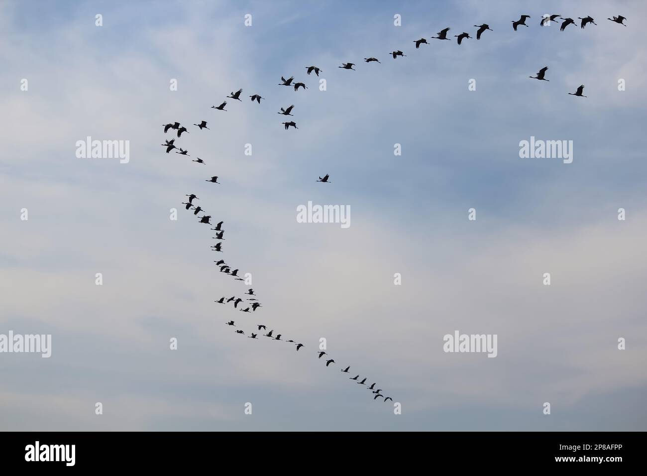 Group Of Birds Flying On Sky at Phillip Pusey blog