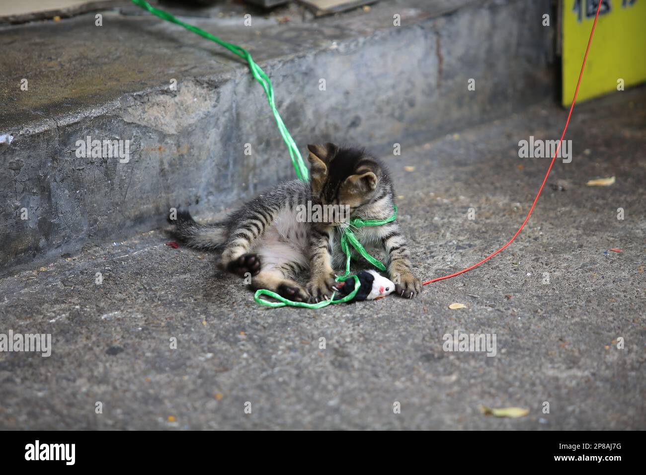 small cat baby playing itself on the street to hunt the toy Stock Photo ...