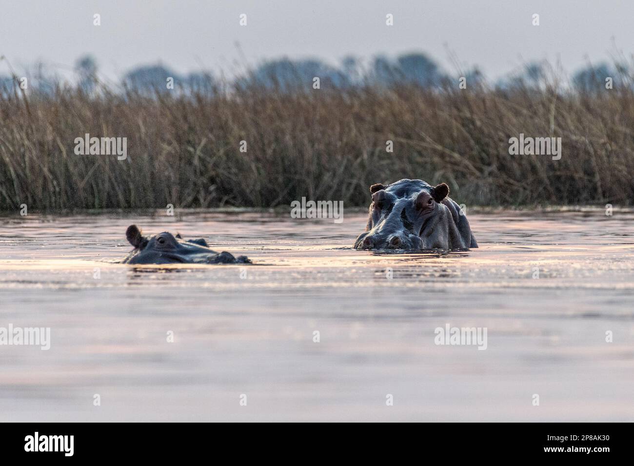 Low perspective shot of a partially submerged hippotamus, Hippopotamus ...