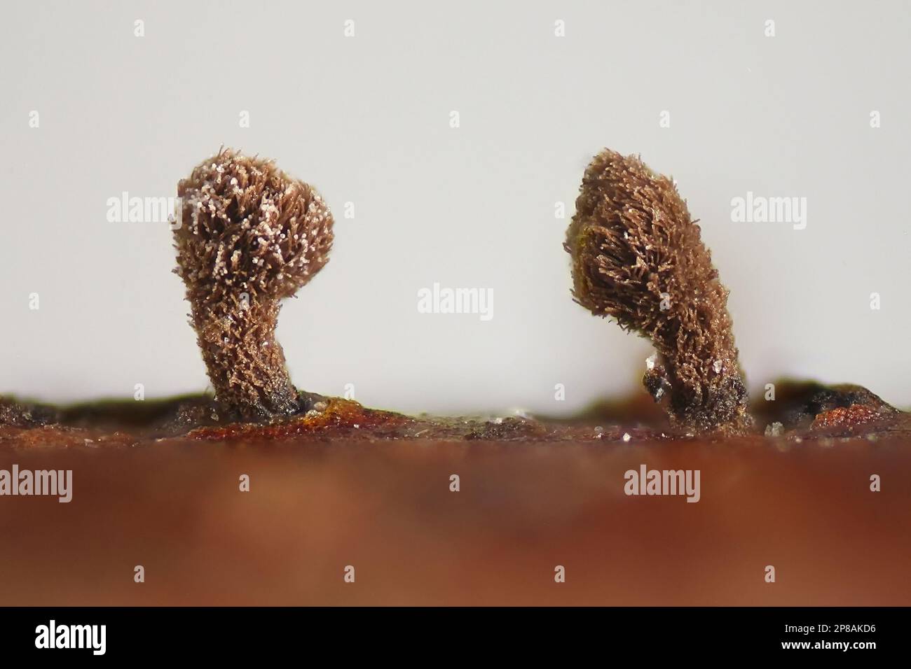 Brunnipila clandestina, also called Lachnum clandestinum, a tiny hairy ...