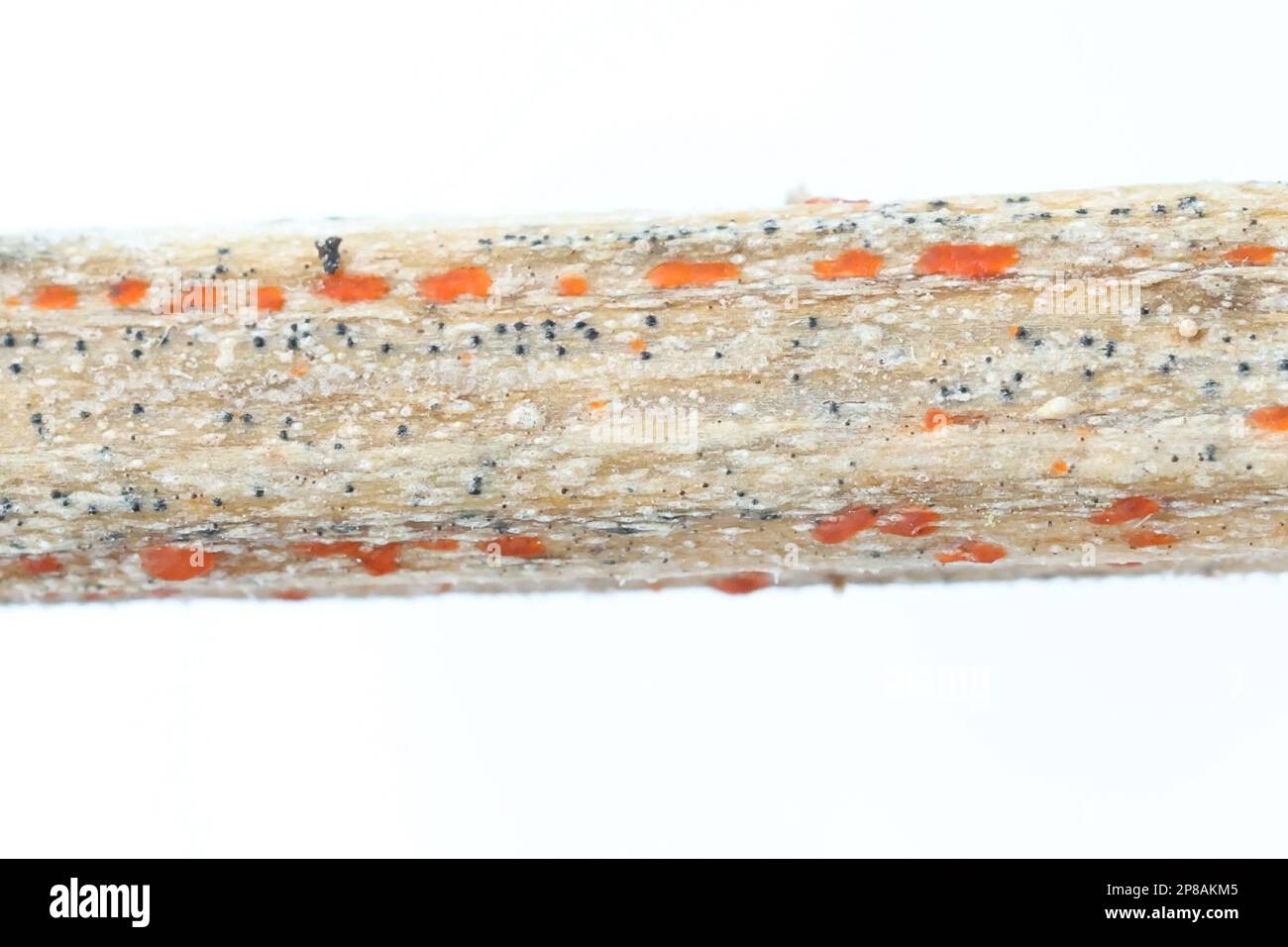 Calloria neglecta, tiny fungus growing on remains of stinging nettle ...