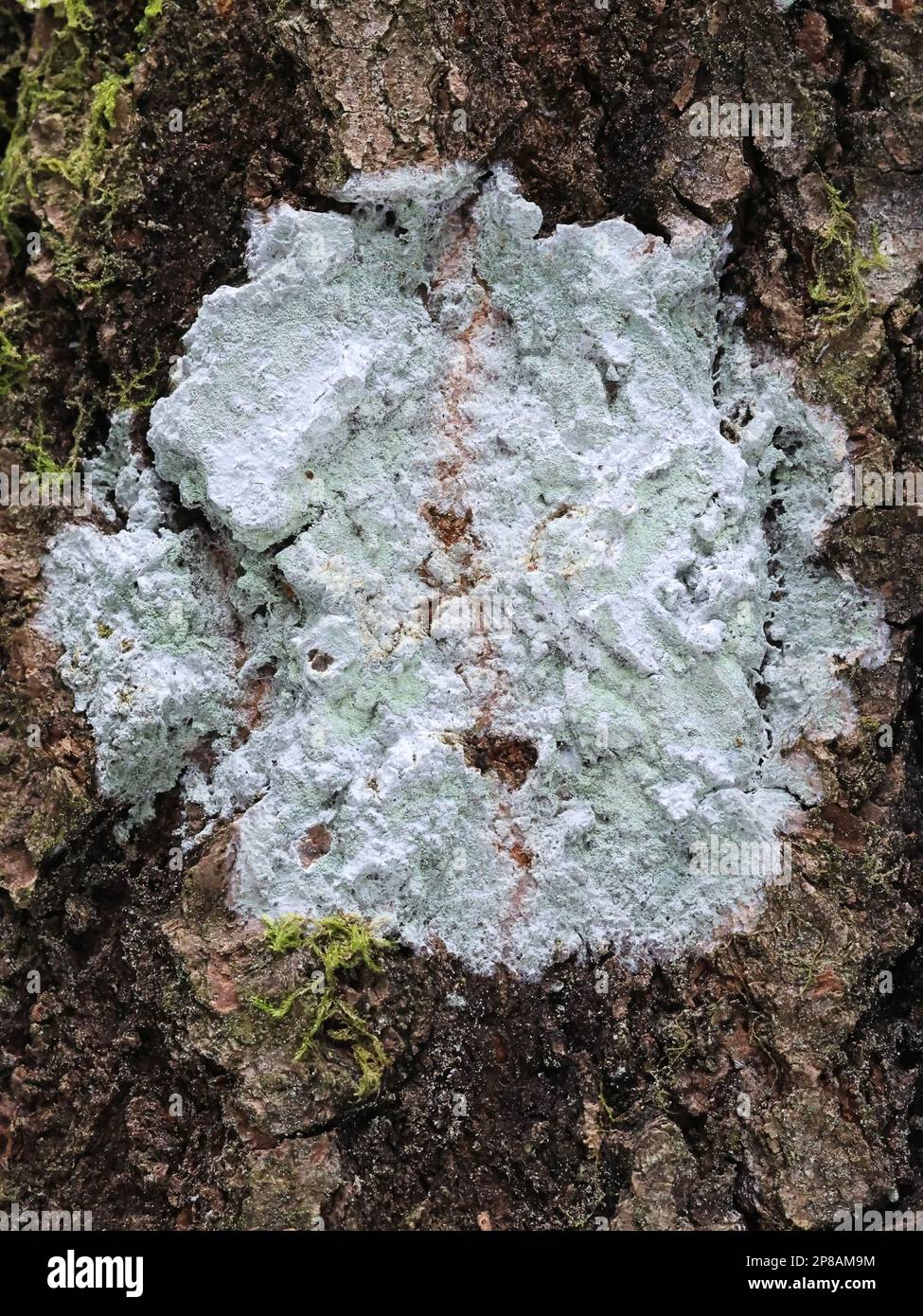 Phlyctis argena, known as whitewash lichen, growing on bark of common ...