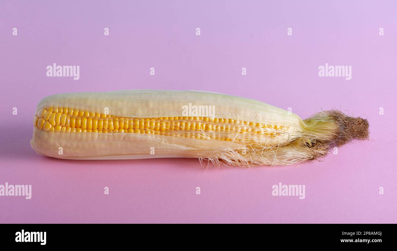 Harvest, ripe corn on a blue-pink background Stock Photo - Alamy