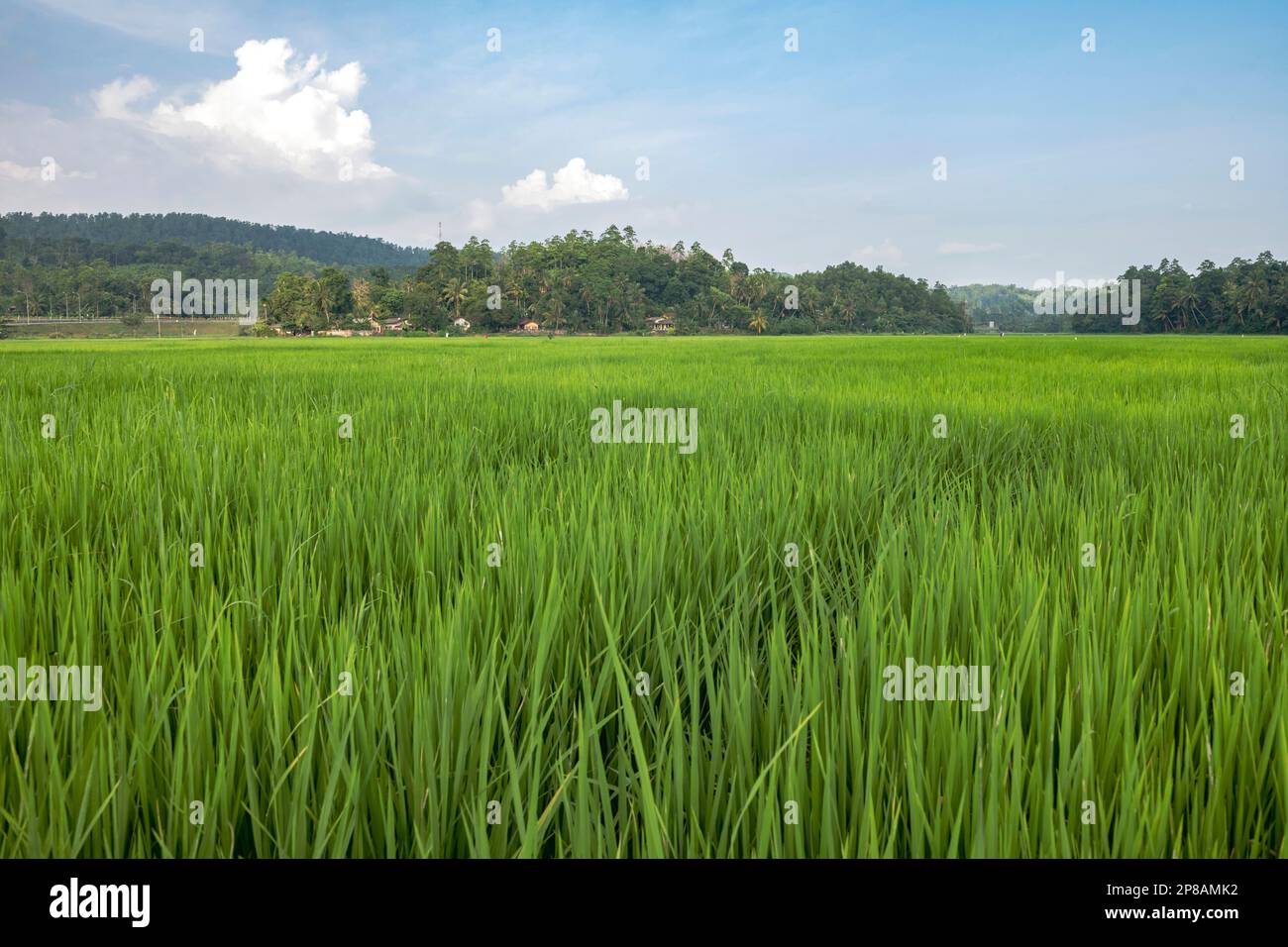 Sri Lanka, Southern Province, Sud, Süd, South, plantation de riz ...