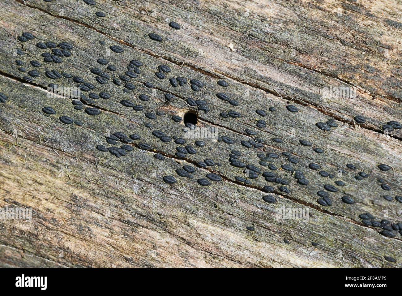 Bitunicate hi-res stock photography and images - Alamy