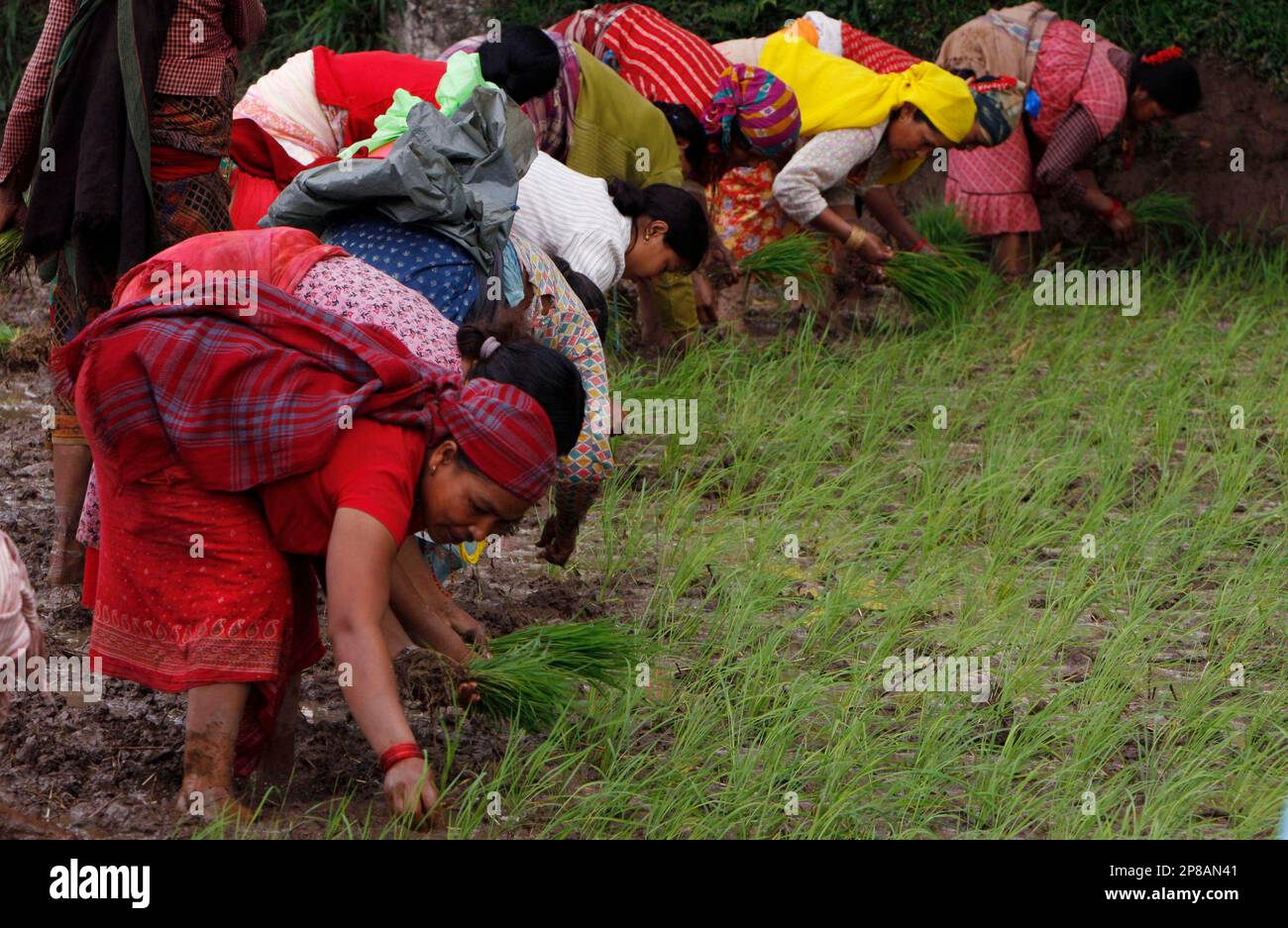 Nepali farmers plant at a paddy in Goldhunga village, about 20 ...