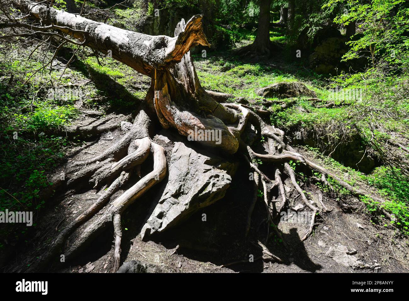 Next to the mountain trail in the Tianshan Mountains, there is a ...