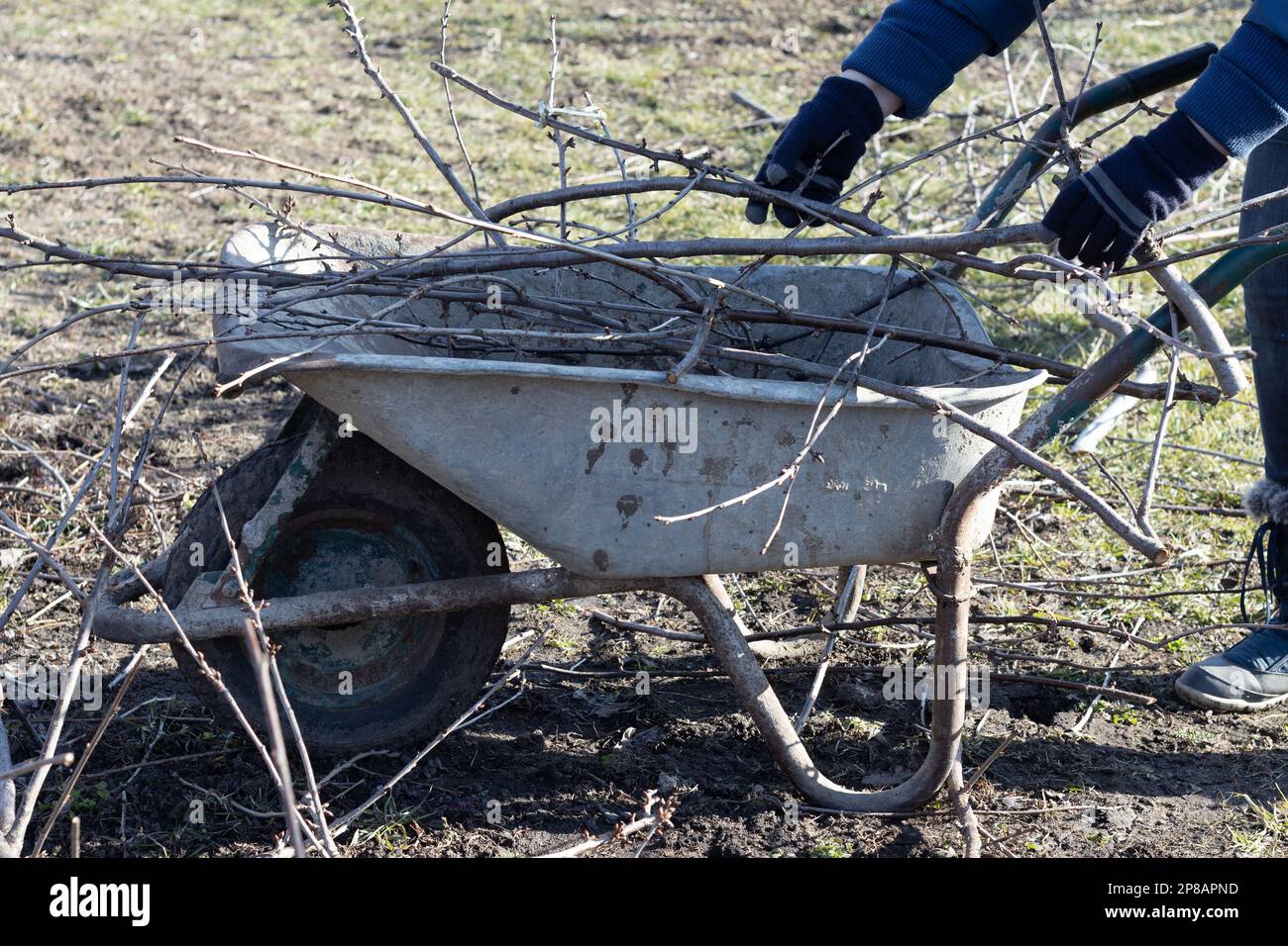 A woman's hand collects branches after spring pruning of an orchard for ...