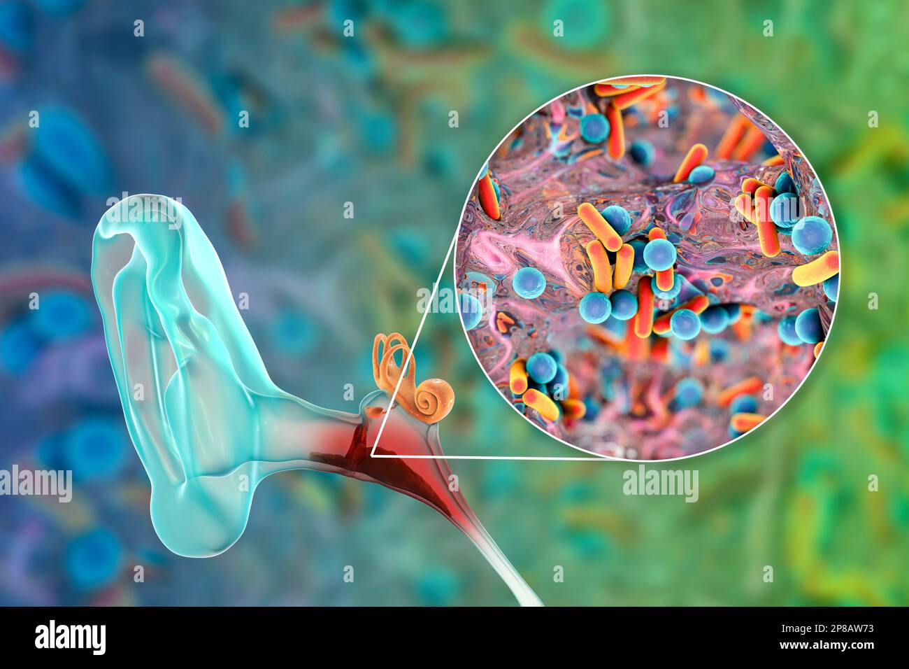 Streptococcus pyogenes s pyogenes hi-res stock photography and images ...
