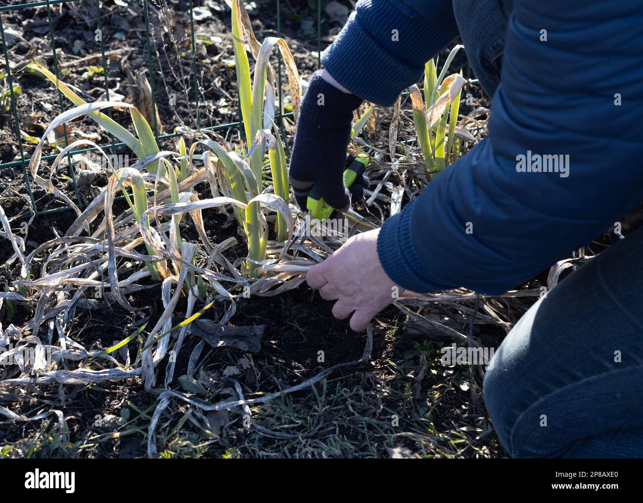 Sanitary seasonal spring pruning of wilted iris leaves. A woman's hand ...