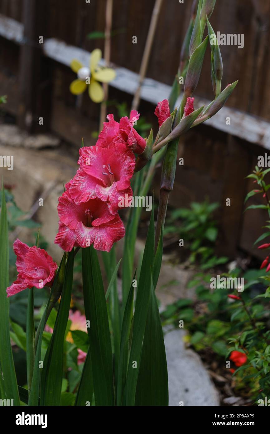 Detail of red Gladioli flowers, also known as sword lily with sword ...