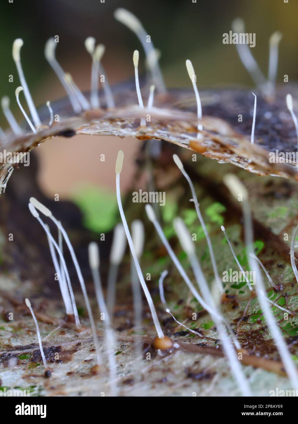 Basisiocarp hi-res stock photography and images - Alamy