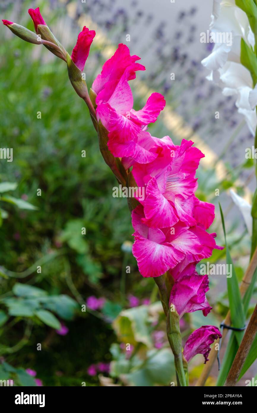 Detail of pink Gladioli flowers, also known as sword lily with sword ...