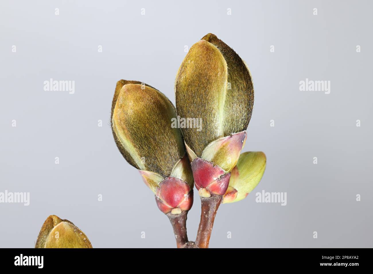 Leaf buds of Maple tree, Acer platanoides Stock Photo - Alamy