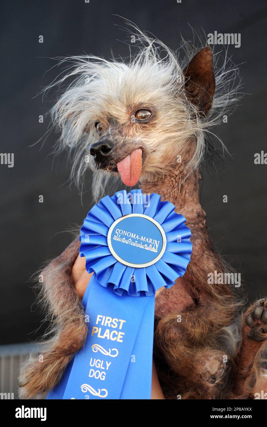 Miss Ellie celebrates her win in the World’s Ugliest Dog Contest's ...