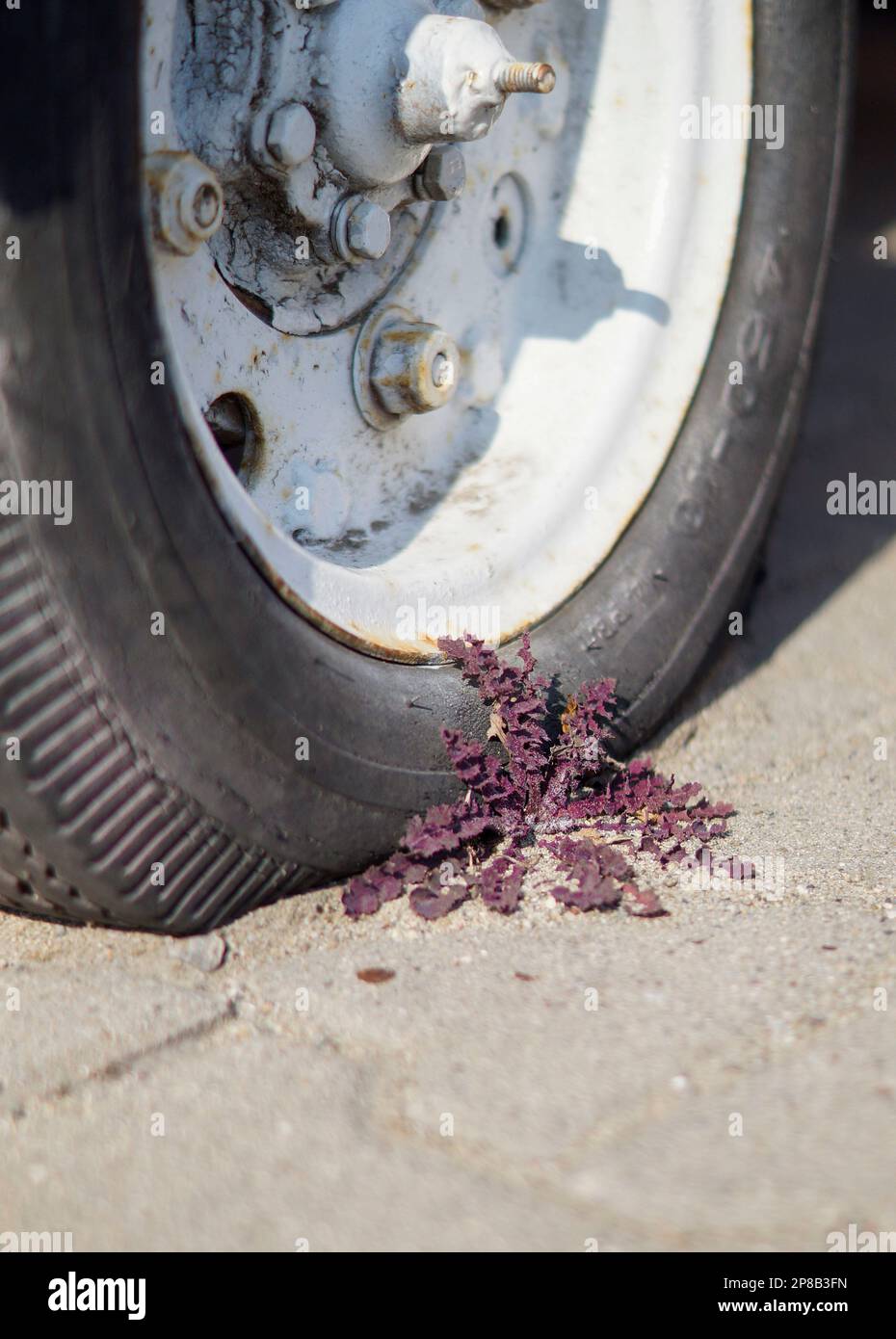 Vehicle plant hi-res stock photography and images - Alamy