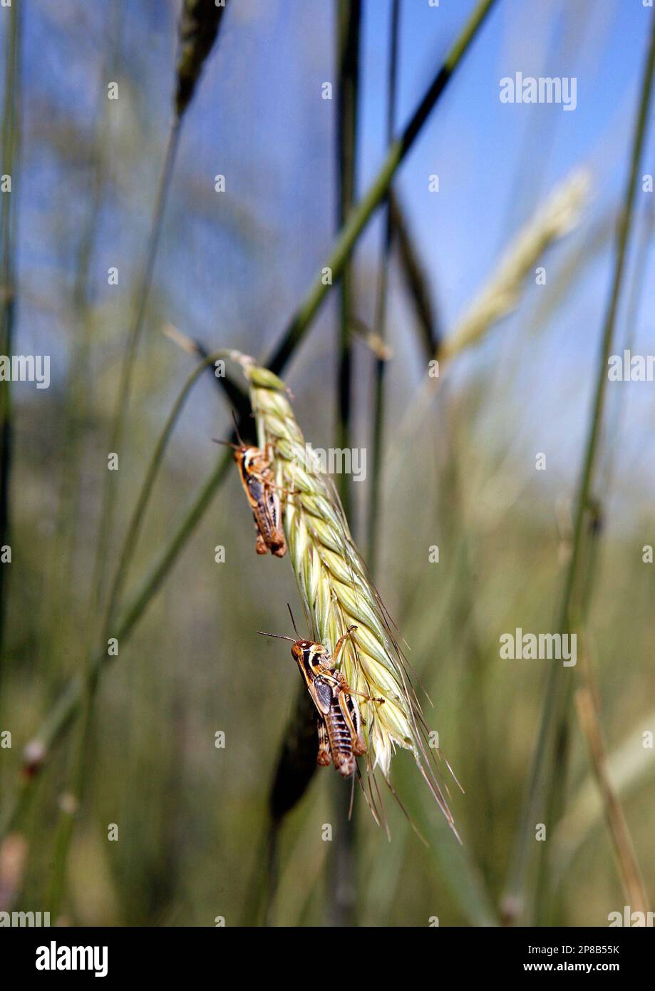 Grasshoppers are seen in the open fields of Tooele, Utah Wednesday ...