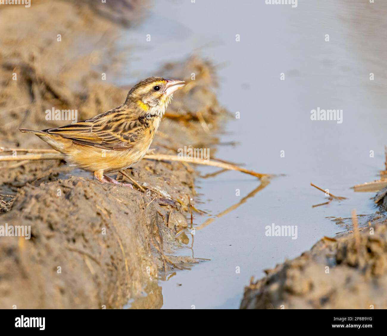 A weaver bird drinking water from a lake Stock Photo - Alamy