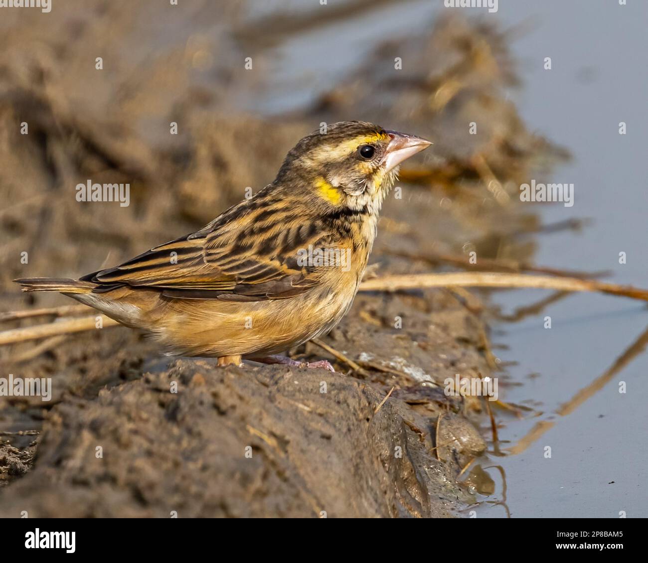 Bird sitting near lake hi-res stock photography and images - Alamy