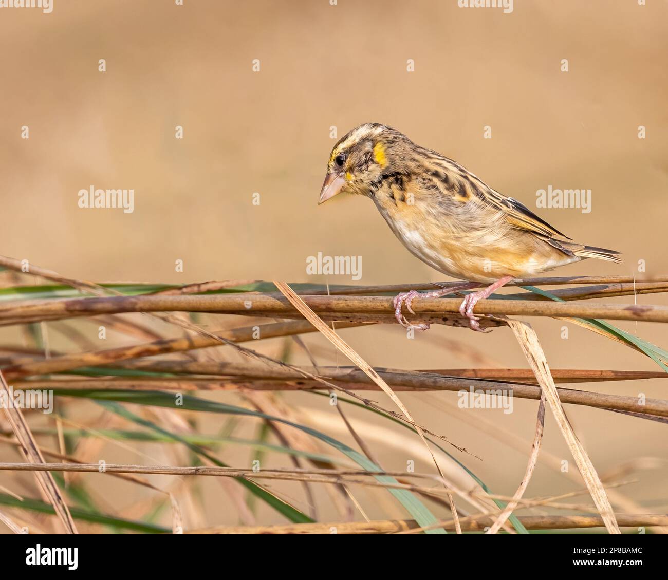 Nest from dry grass hi-res stock photography and images - Alamy