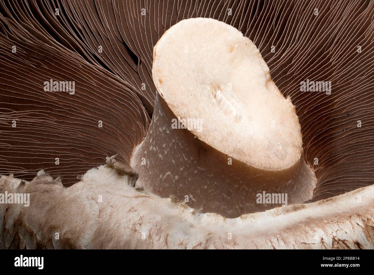 Field Mushroom - closeup of the gills underneath Stock Photo - Alamy
