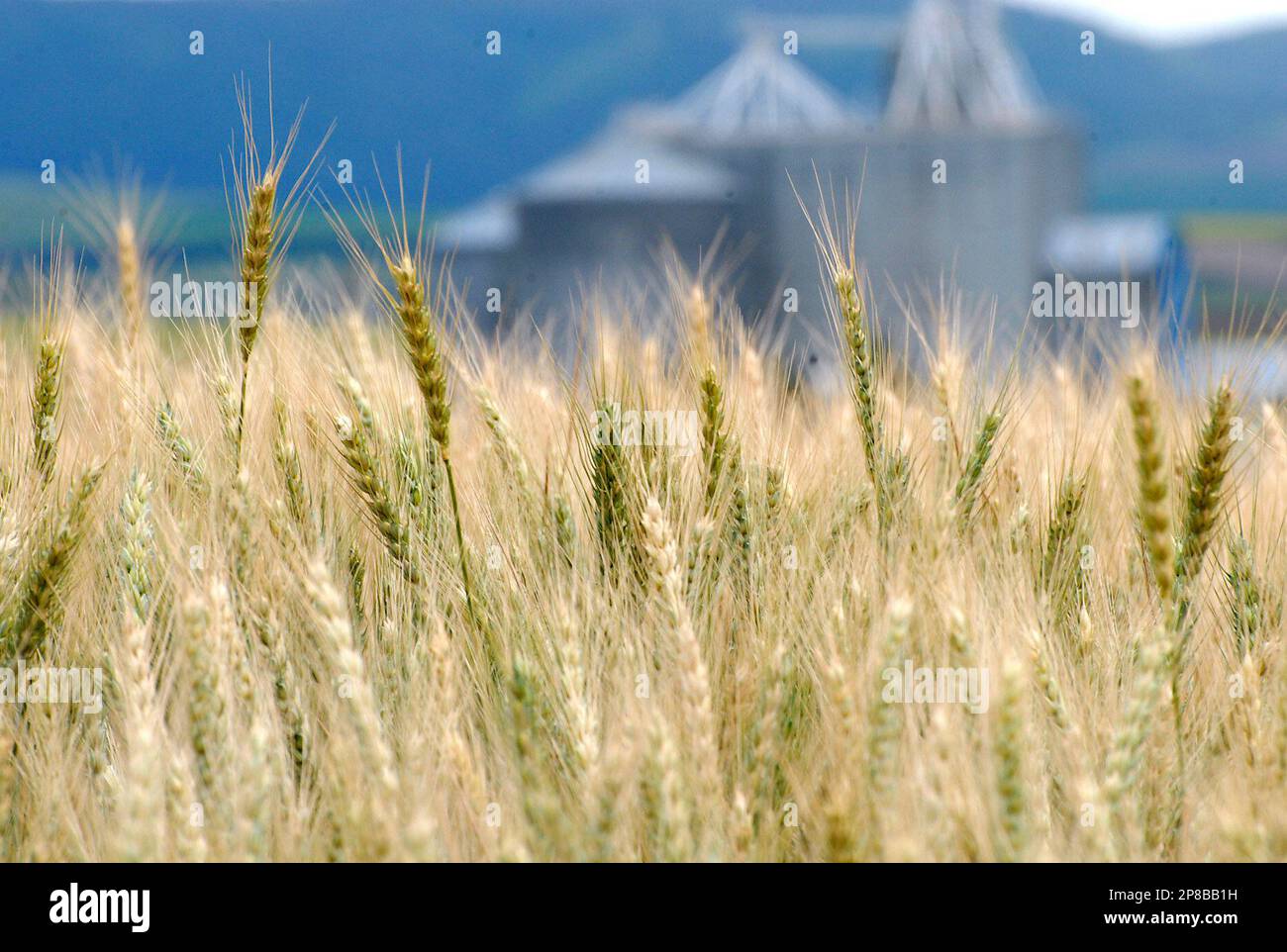 Soft white winter wheat is shown turning from the green color of growth ...