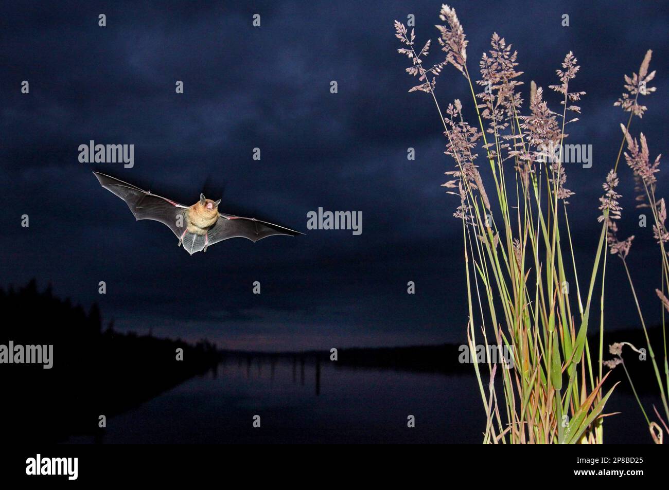 A brown bat emerges from beneath an abandoned railroad pier at Chapman ...