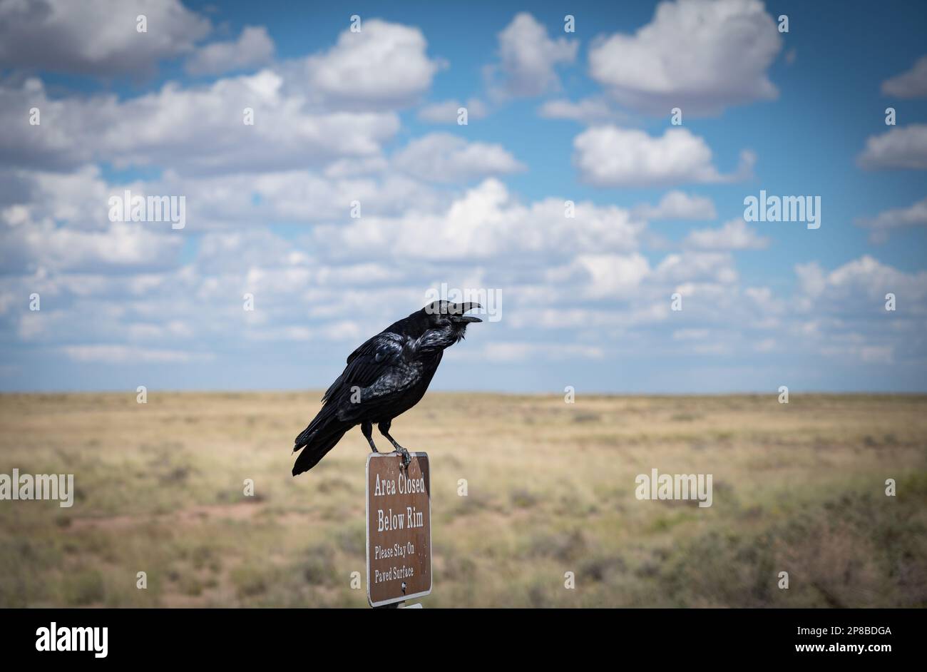 A raven perched atop a weathered signpost in an arid desert landscape ...