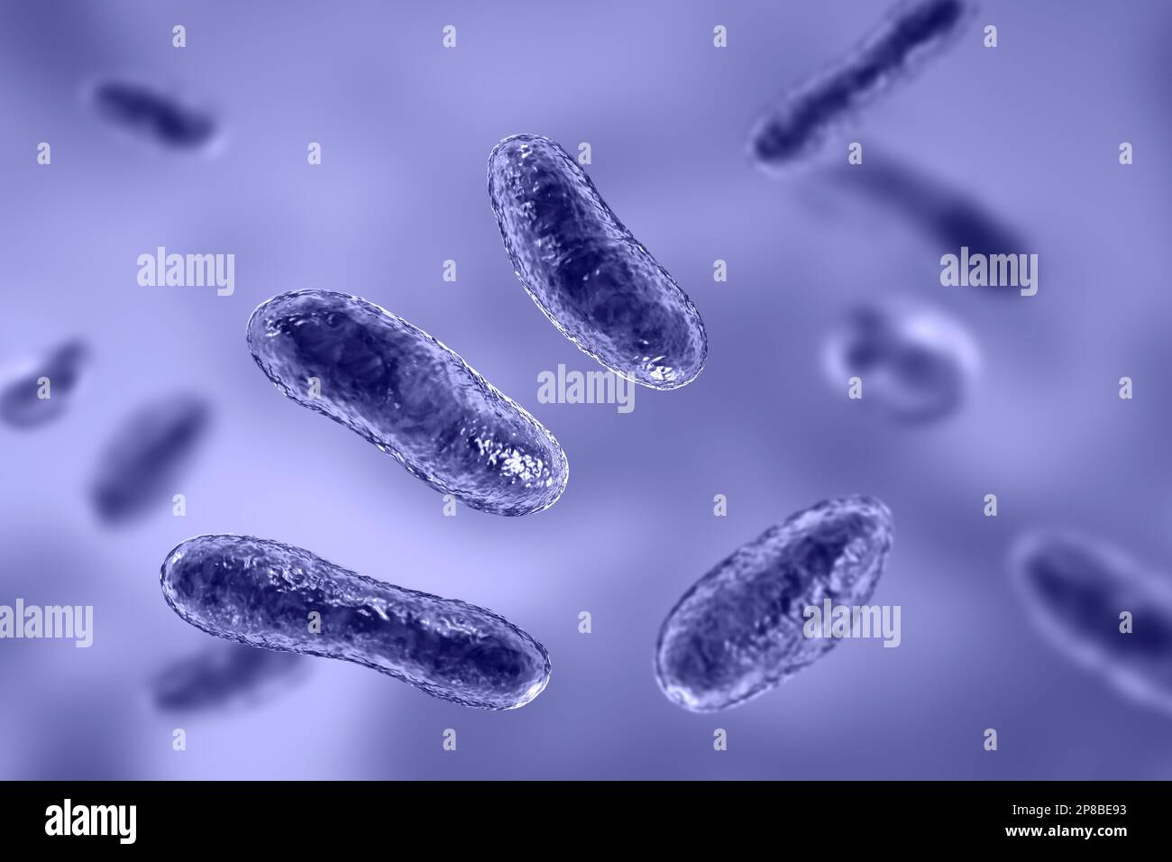 Coccobacilli hi-res stock photography and images - Alamy