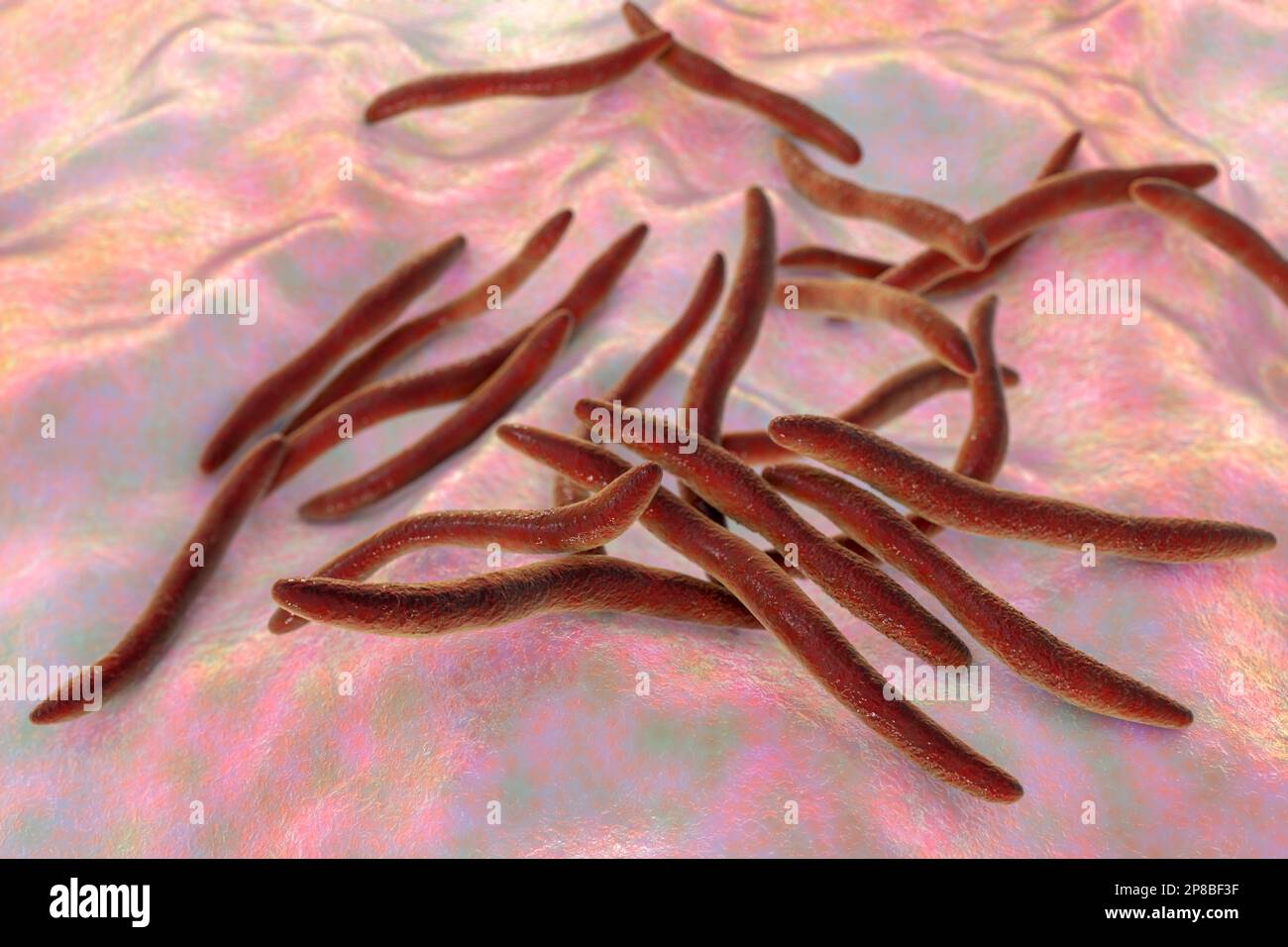 Fusobacterium necrophorum hi-res stock photography and images - Alamy