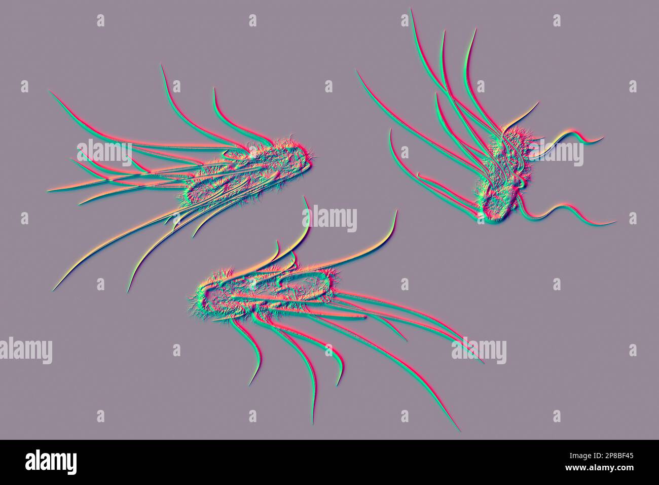 Enterotoxigenic e coli hi-res stock photography and images - Alamy