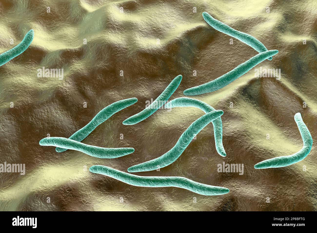 Fusobacterium necrophorum hi-res stock photography and images - Alamy