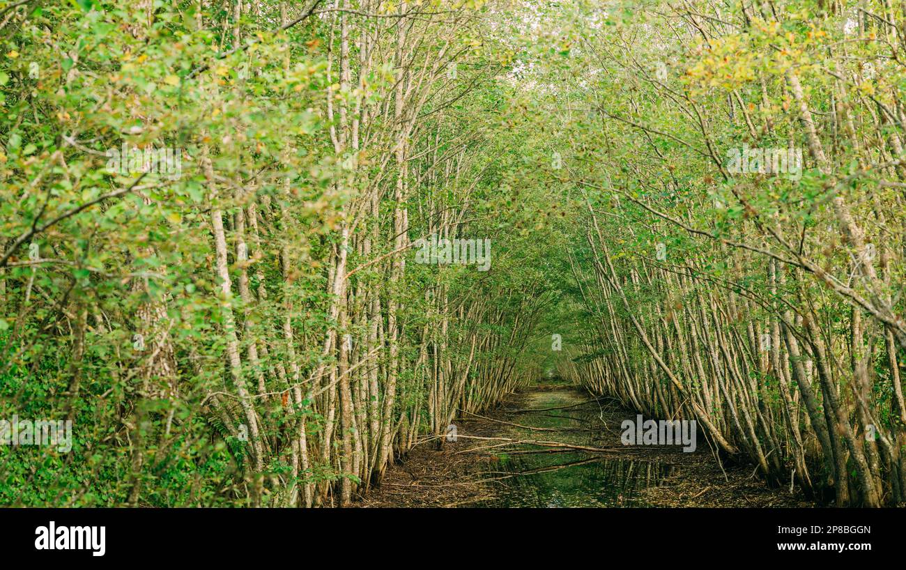 Clearing Forest Way Near Natural Swamp. Breaking Road Through Forest ...