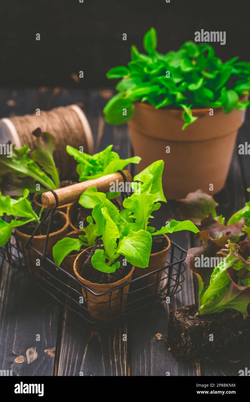 Plant plating hi-res stock photography and images - Alamy