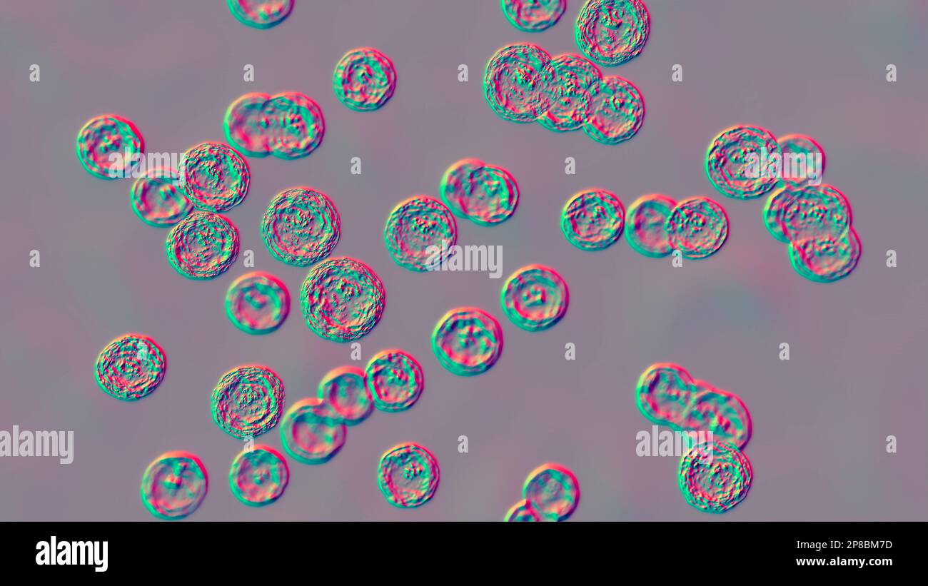 Diplococcus hi-res stock photography and images - Alamy