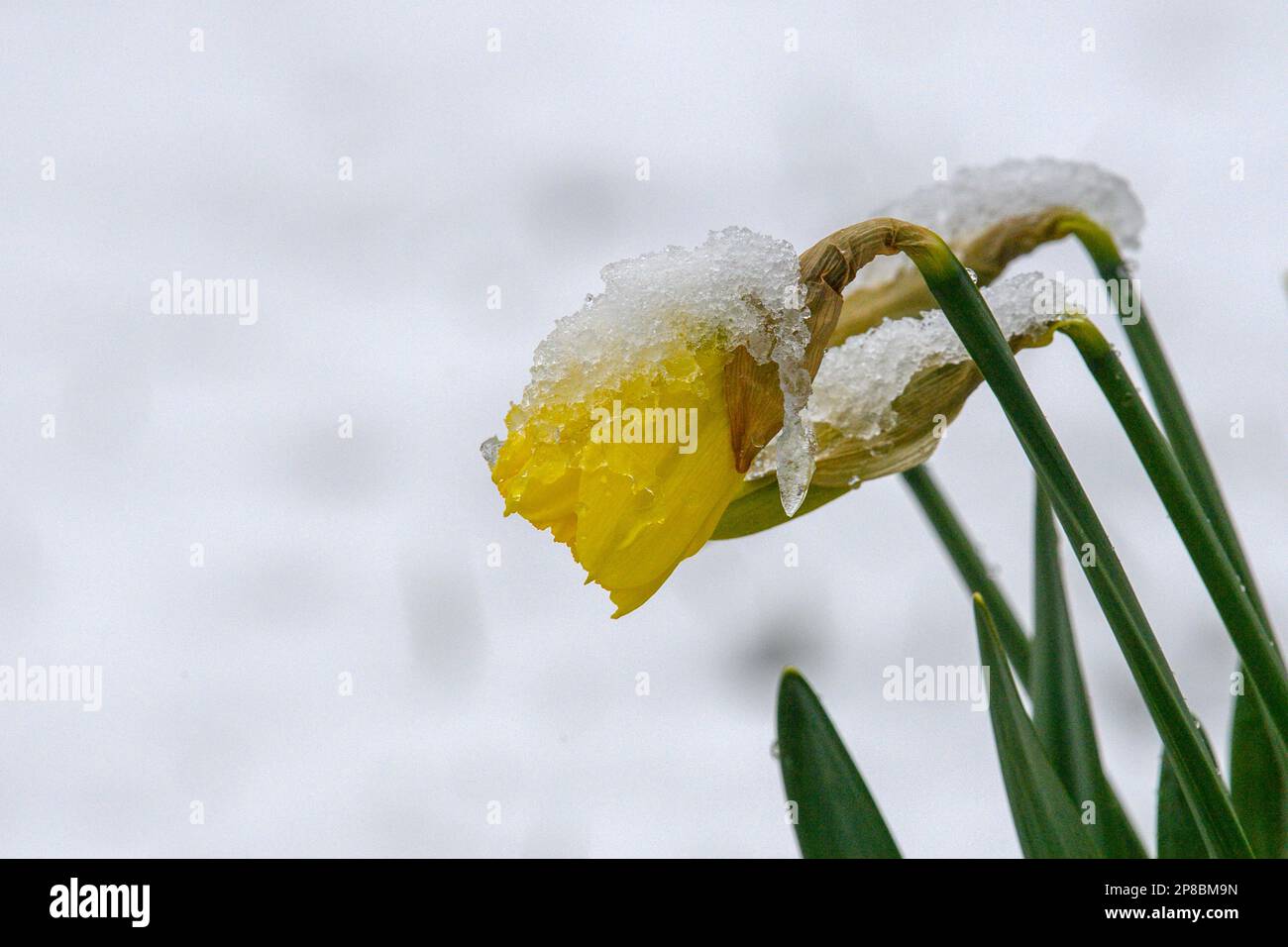 Magdeburg, Germany. 09th Mar, 2023. Snow lies on the flowers in front ...