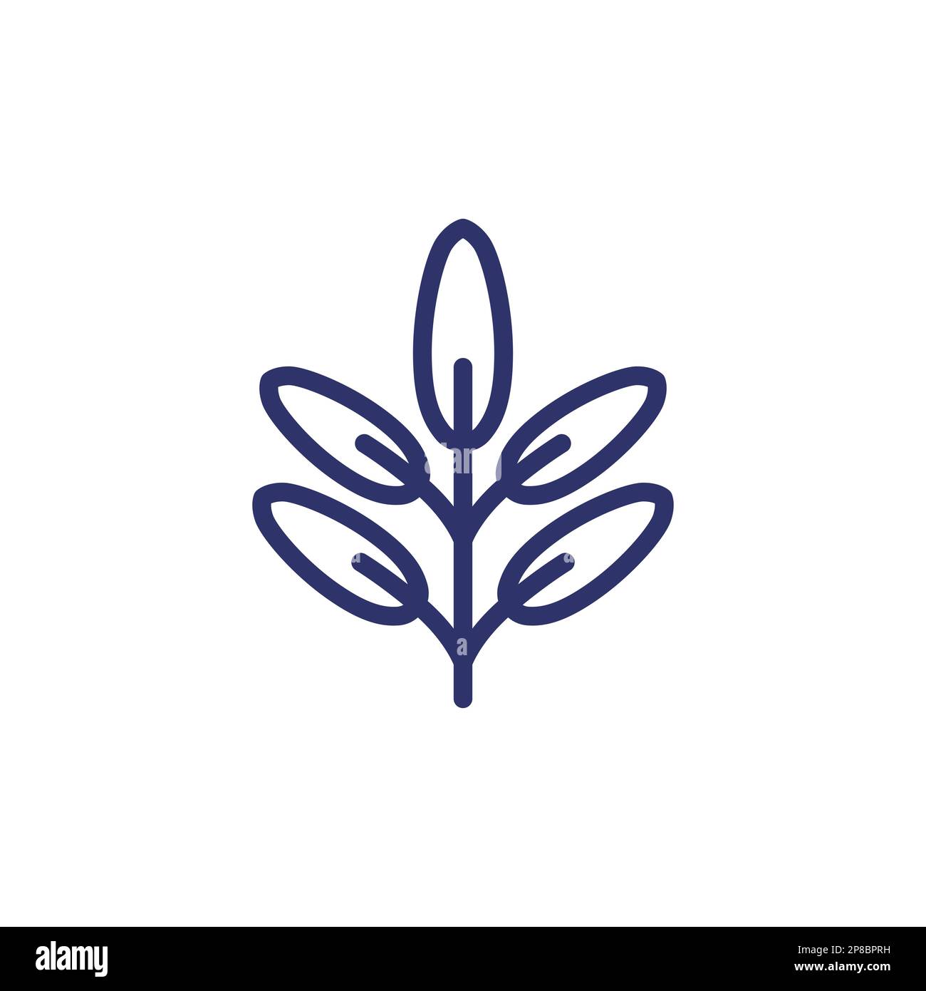 Sage line icon on white Stock Vector Image & Art - Alamy