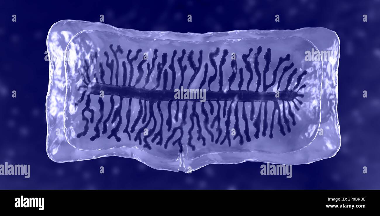 Flatworm and eggs platyhelminthes hi-res stock photography and images ...