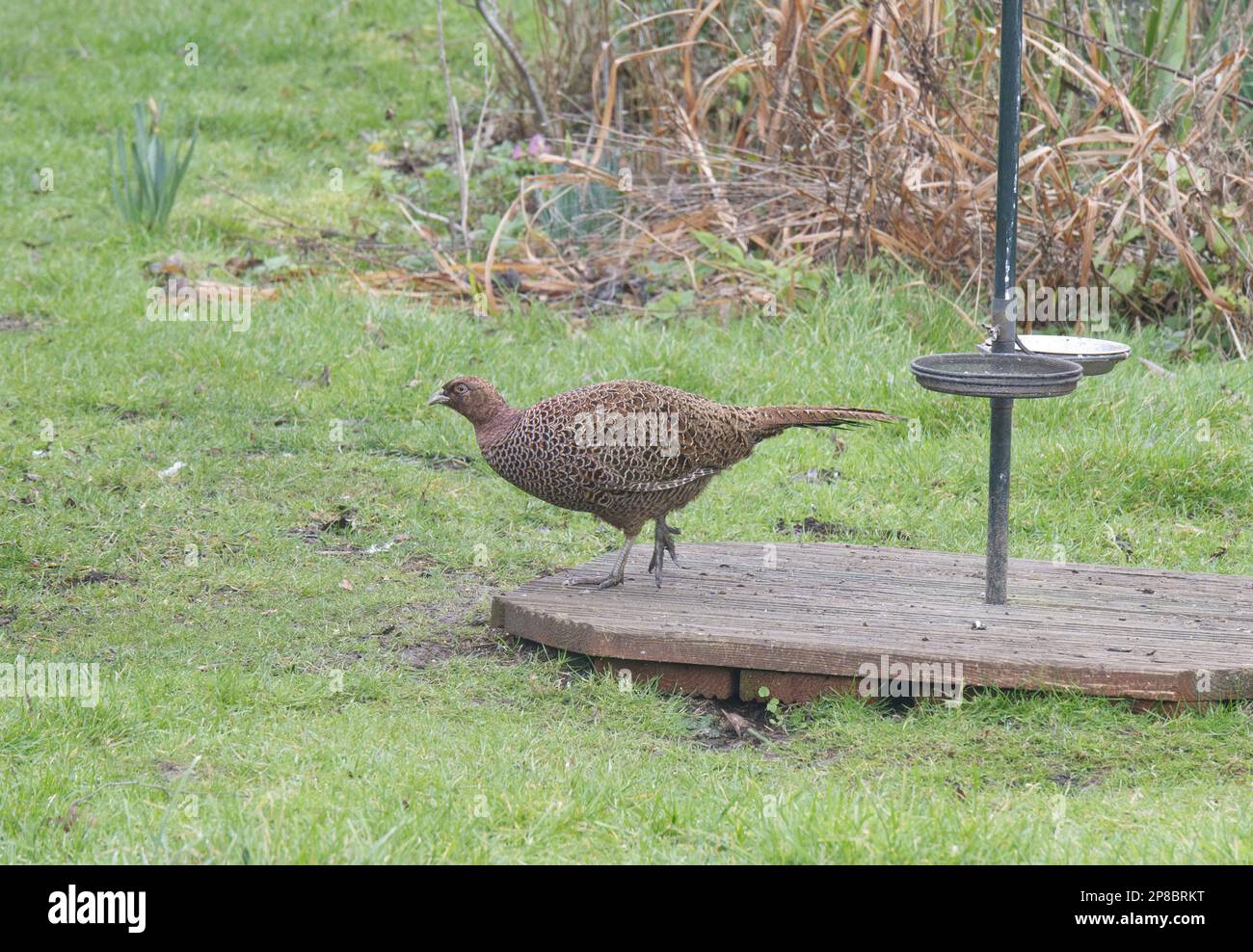 Melanistic Mutant Pheasant