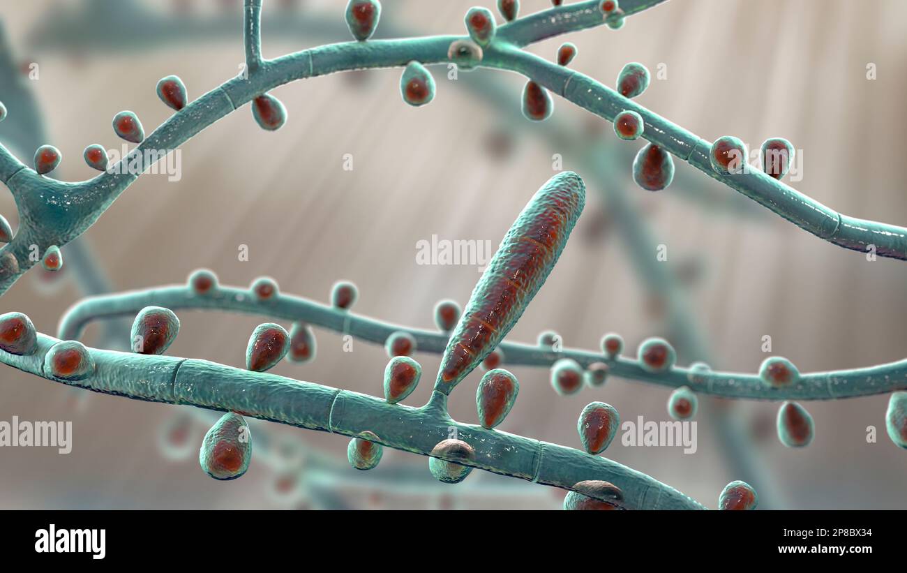 Dermatophytes hi-res stock photography and images - Alamy