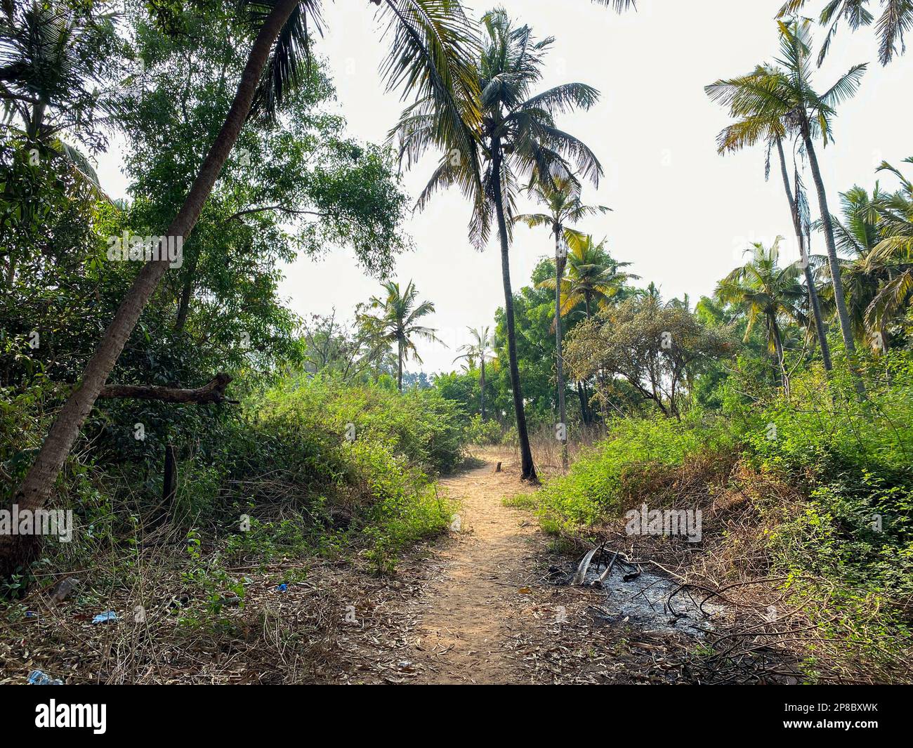 A coastal trail to the beach through tall coconut trees and green ...